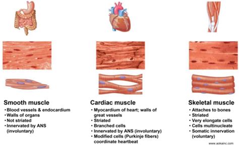 Anatomy Lecture Exam 1 Musculoskeletal System Ii Flashcards Quizlet