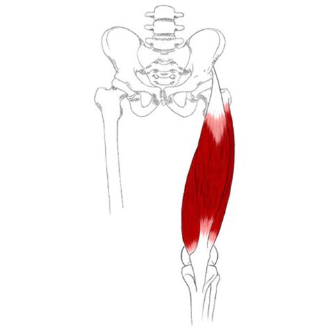 Músculo Cuádriceps Femoral Dolor Y Puntos Gatillo