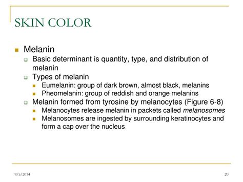 Ppt Chapter 6 Skin And Its Appendages Powerpoint Presentation Free
