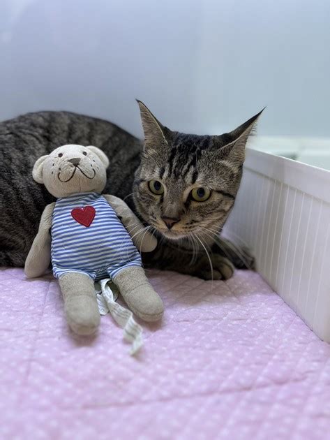 코리안숏헤어 토미 토이브리티쉬숏헤어입양 토이스코티쉬폴드입양 토이러시안블루입양 토이강아지입양 토이고양이입양 오드아이먼치킨무료분양 오드아이랙돌무료분양 오드아이브리티쉬숏헤어무료