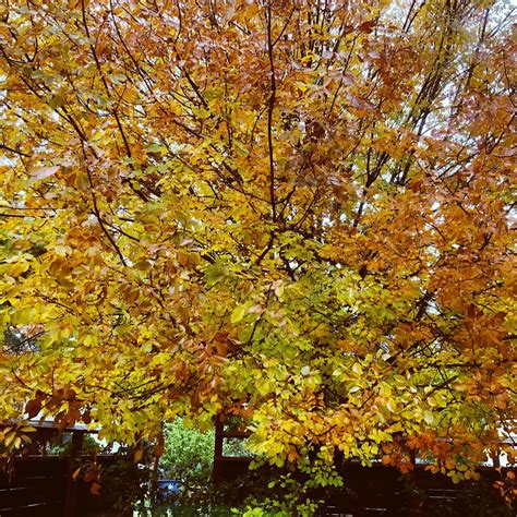 Plant Faqs Fraxinus Albicans