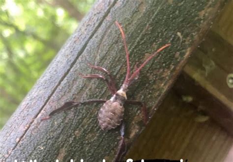 Need Help Identifying Bugguide Net