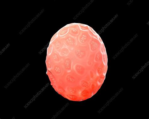 Nematode Egg Stock Image F018 7819 Science Photo Library