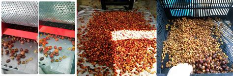 THE KOPPI KOPI ORGANIK