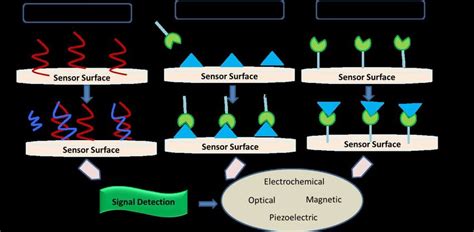 Schematic Illustration Of Several Biosensors To Detect Sars Cov And Mers Download Scientific