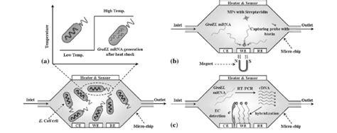Mrna Associated With The Expression Of The Protein Complex Groel Is