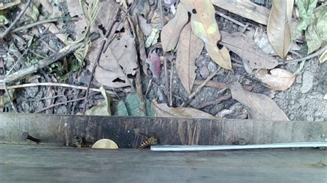 Bee Bee Adlfv Roboflow Universe