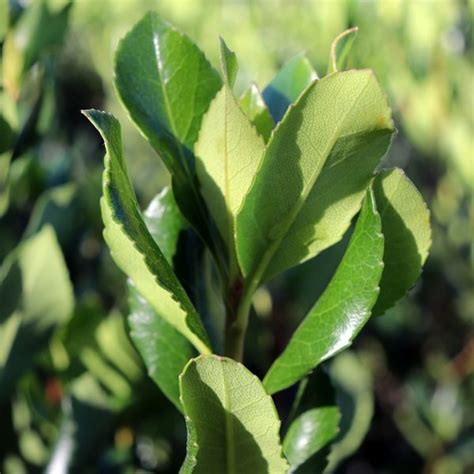 Rhaphiolepis Intermedia Warners Nurseries