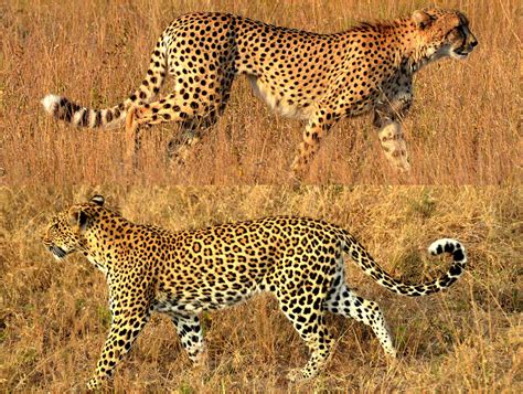 Leopard Cheetah Difference At Anita Mackey Blog