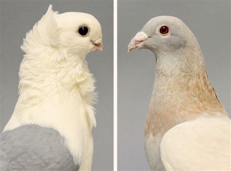 Researchers Solve Charles Darwins Short Beak Enigma Scinews