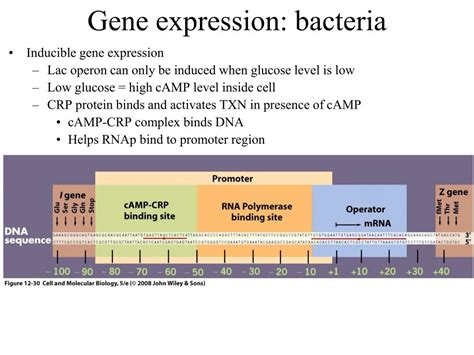 Ppt Regulation Of Gene Expression Powerpoint Presentation Free Download Id 2028362