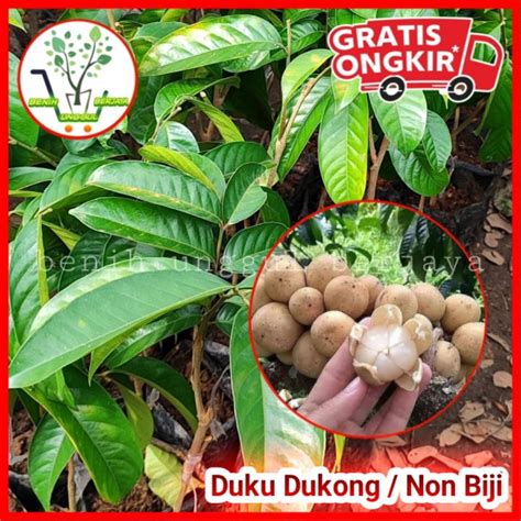 Jual Bibit Duku Dukong Non Biji Shopee Indonesia