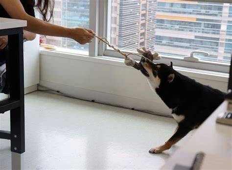 어바웃펫 데이터분석 채용 공고 원티드