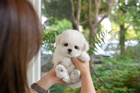 부산강아지분양 부산고양이분양 미유펫