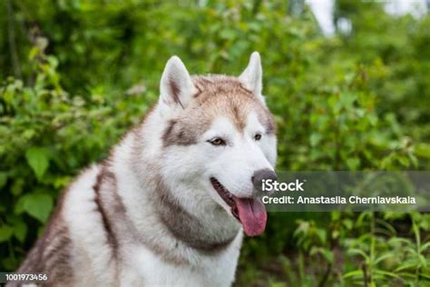 Tonque 녹색 숲에 앉아 놀고와 귀여운 베이지색 개 품종 시베리안 허스키의 클로 우즈 업 초상화 갈색에 대한 스톡 사진 및
