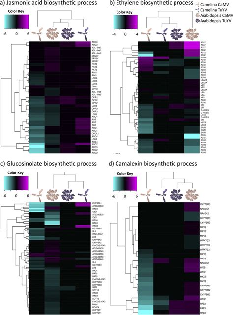 Hierarchical Clustering Of Differentially Expressed Genes Degs