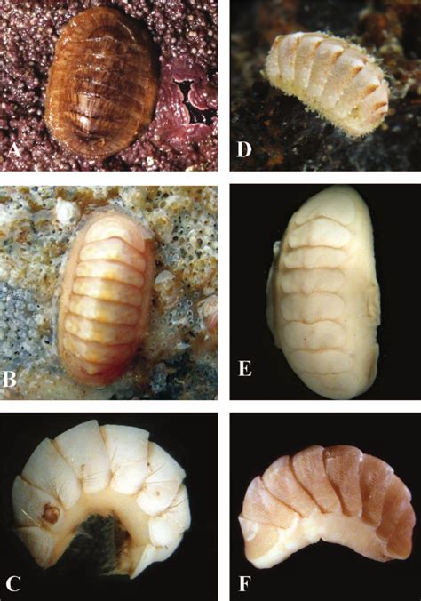 Examples Of Chitons In The Order Lepidopleurida Representing The Major