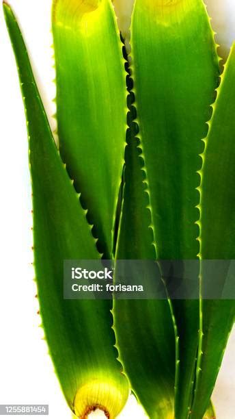 알로에 베라잎 알로에 베라 식물 흰색 배경에 고립 텍스트에 대 한 배치 상세한 알로에 베라 잎 매크로 0명에 대한 스톡 사진 및 기타 이미지 Istock