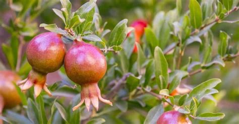 These Are The Best Fruit Trees To Grow In Pots In California