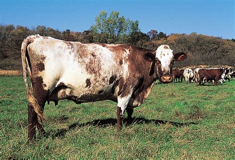 Dairy Cattle Breeds Milk Production Domestication List And Facts