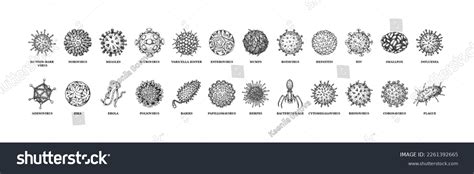 Viruses Names Isolated On White Background Stock Vector Royalty Free