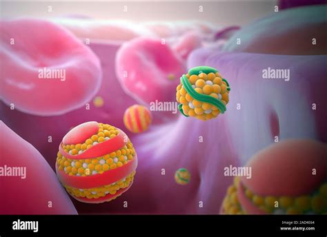 Cholesterol Particles Computer Artwork Of Low Density Ldl Left And High Density Hdl Right