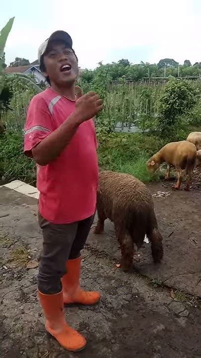 Domba Merino Ungaran Youtube