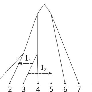 A Phylogenetic Tree Is Drawn In The Plane Traversing Its Edges Gives Download Scientific