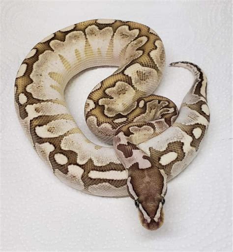 Bamboo Ball Python Morph Ultimate Care Sheet And Guide
