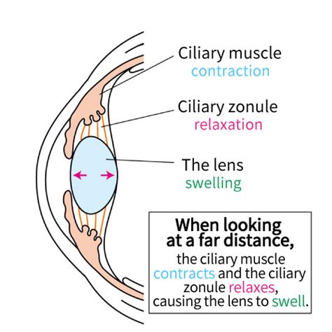 Eye Anatomy Ciliary Muscles