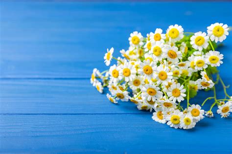 아름 다운 봄 카모마일 꽃입니다 야생화 봄과 여름 카모마일 꽃을 배경으로 평평하게 누워 있다 정원 가꾸기와 식물의 개념 꽃다발 텍스트 배치 복사 공간 0명에 대한 스톡 사진