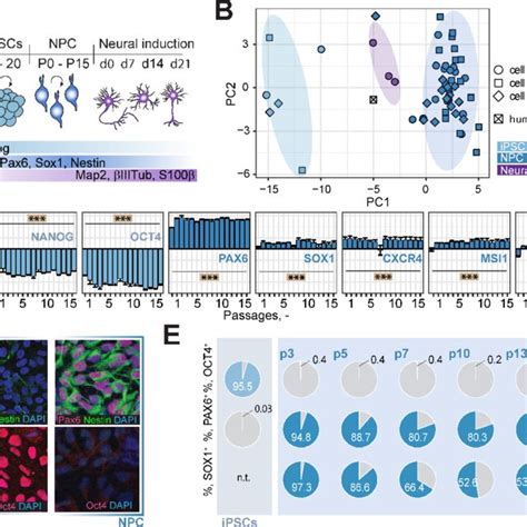 Generation And Characterization Of Ipsc Derived Npcs A Schematic Download Scientific Diagram