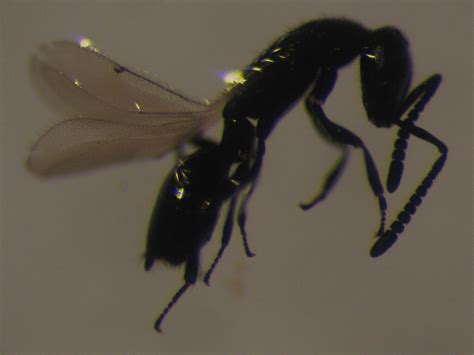 Can Anyone Help Identifying This Wasp ResearchGate