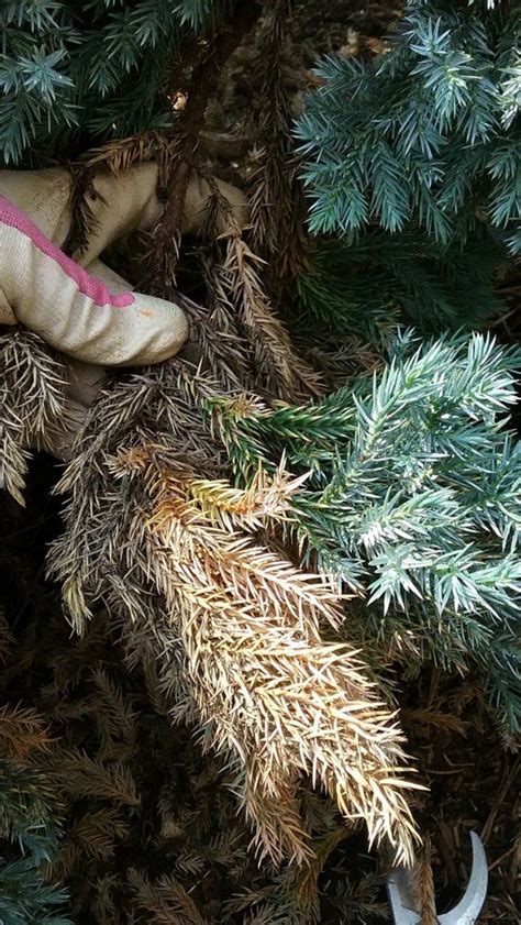 Lllustrated Tips To Pruning A Bluestar Juniper Juniper Bush Blue
