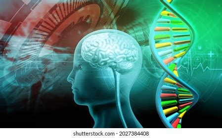 Human Brain Cross Section Dna Strand Stock Illustration Shutterstock
