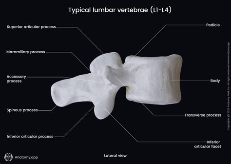 Lumbar Vertebrae Anatomy Lateral