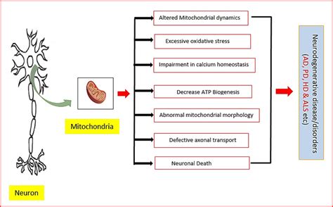 Mitochondrial Dysfuction Associated With Neurological Download Scientific Diagram