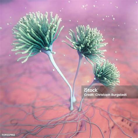 성장 몰드 또는 곰 팡 이와 포자의 현미경 이미지3d 그림 곰팡이에 대한 스톡 사진 및 기타 이미지 곰팡이 포자 마이크로 생물체 포자체 Istock