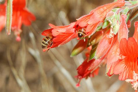 Bad Bee Havior The Nectar Robbers Curbstone Valley