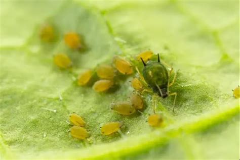 Cut Flower And Aphid Control Retail Koppert Canada