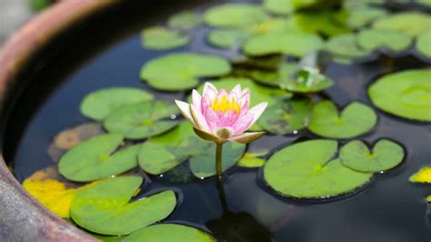 Why Lotus Grow In Water