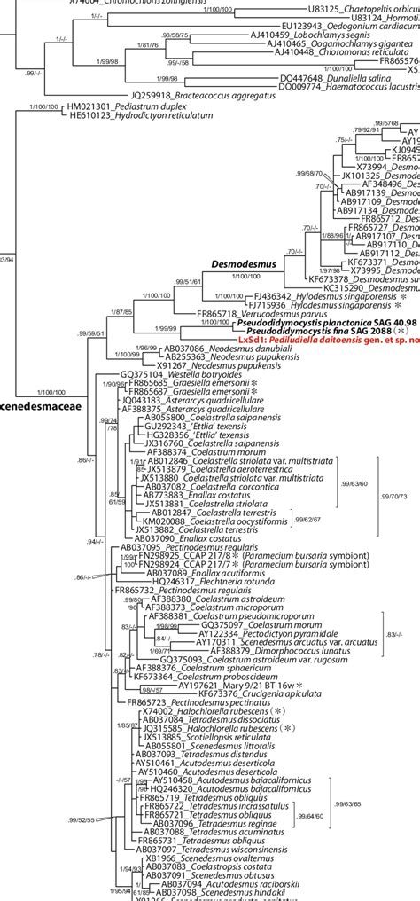 bayesian inference tree for scenedesmaceae based on ssu rdna sequences