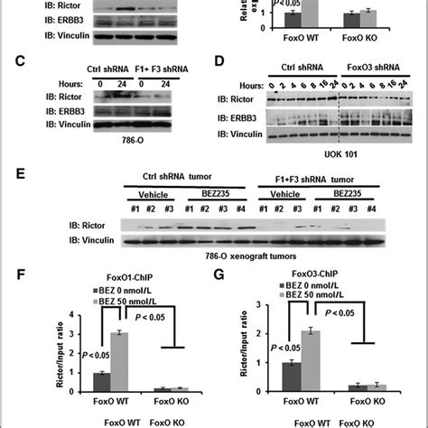 Rictor Mediates Foxo Regulation Of Akt Ser473 Phosphorylation Cell