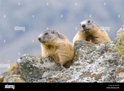 Alpine Marmots Marmota Marmota On Rocks National Park Hohe Tauern Carinthia Austria Stock