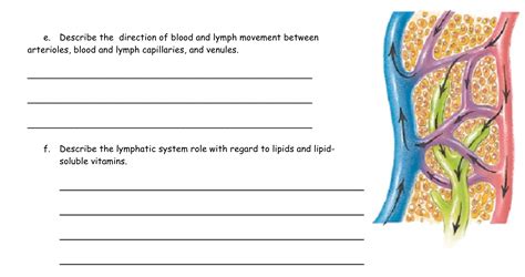 Solved Describe The Lymphatic System Role With Regard To