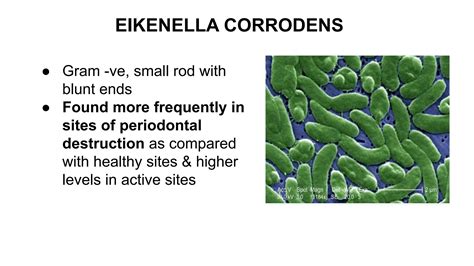Bacterial Spectrum In Relation To Periodontal Diseases Pdf