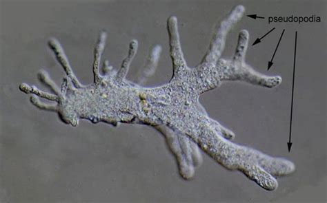 Algae And Protozoa Flashcards Quizlet