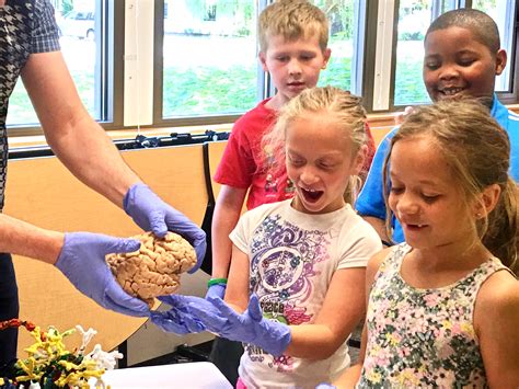 Noggin Ardenwald Elementary Nw Noggin Neuroscience Outreach Group