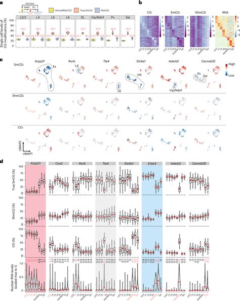Joint Snhmc Seq Accurately Reconstructs 5hmcg And True 5mcg Profiles In Download Scientific