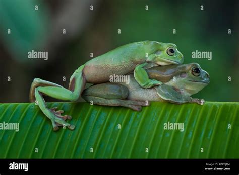 Banana Frogs Hi Res Stock Photography And Images Alamy